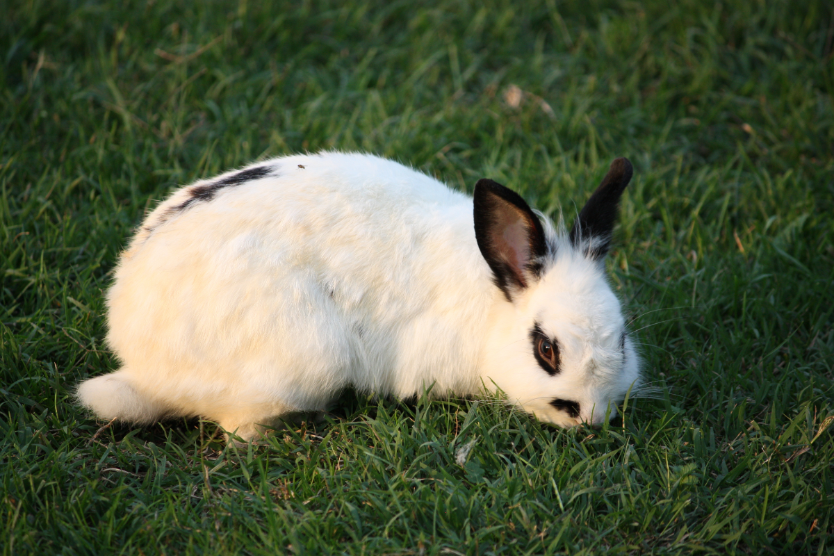 Voici 11 des races de lapins nains les plus rares et adorables pour les ...