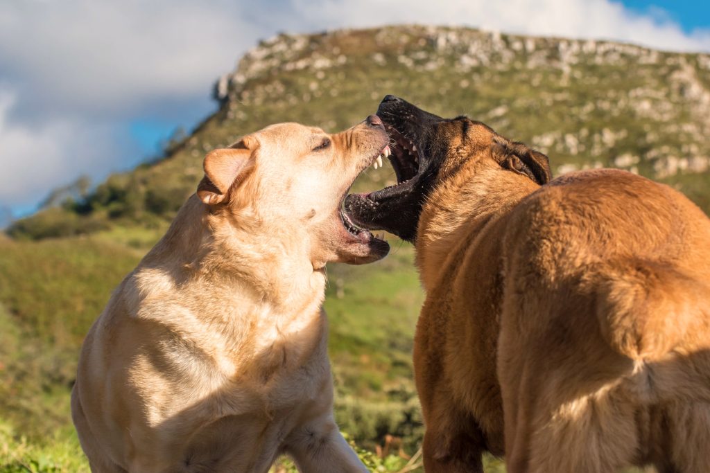 Voici les 10 races de chiens les plus agressives - Hexagones