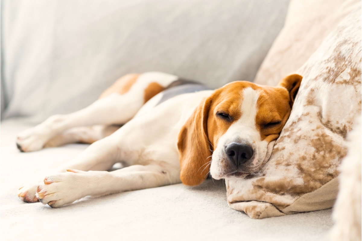 Voici ce que les différentes positions de votre chien pendant le ...