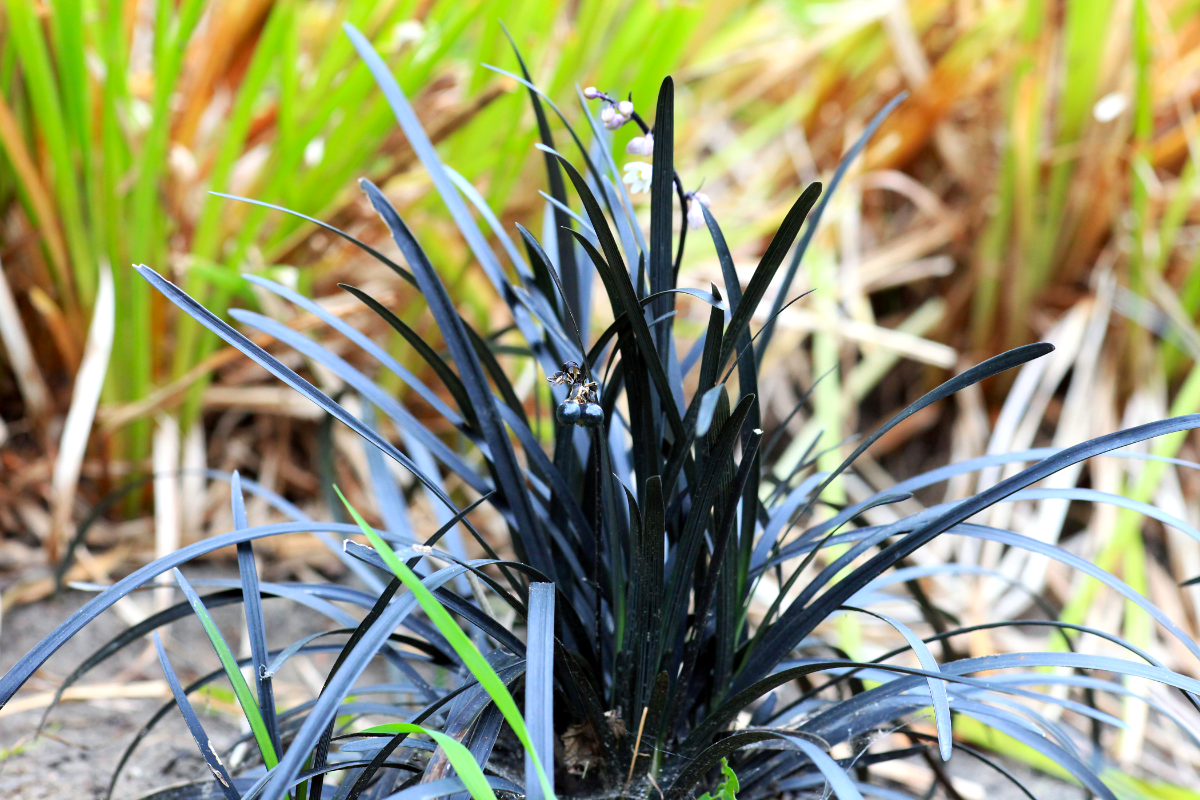 Top 5 des graminées éblouissantes qui bravent le froid, pour ...