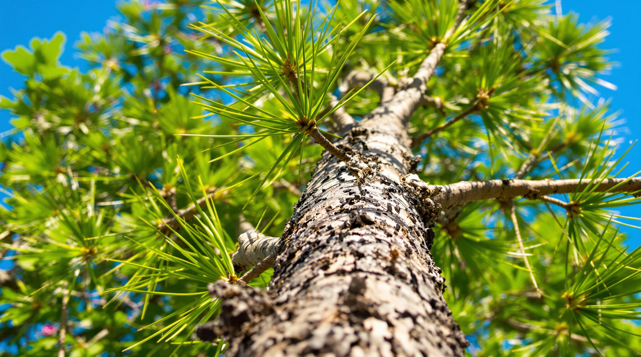 Comment entretenir et cultiver le filao - Hexagones